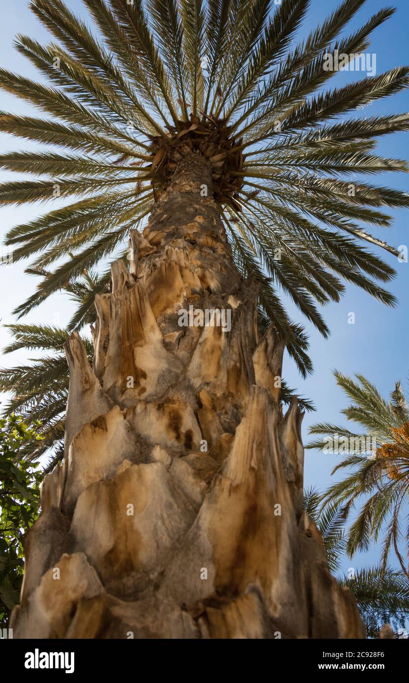 Exotic beauty palm tree hi-res stock photography and images - Alamy