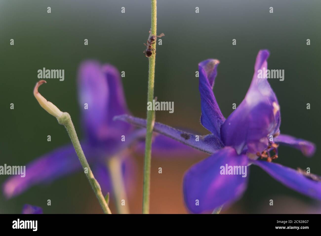 Close up of delicate blue purple colored bluebells in green grass in ...