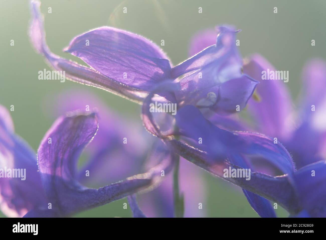 Close up of delicate blue purple colored bluebells in green grass in ...