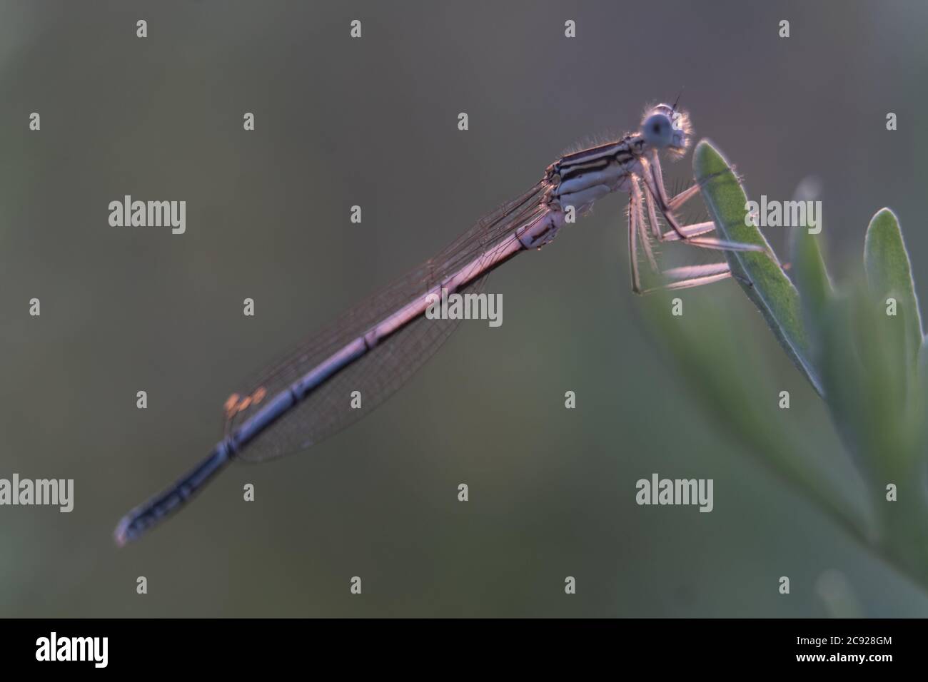 Dragonfly showing of eyes and wings detail.Macro shots, Beautiful ...
