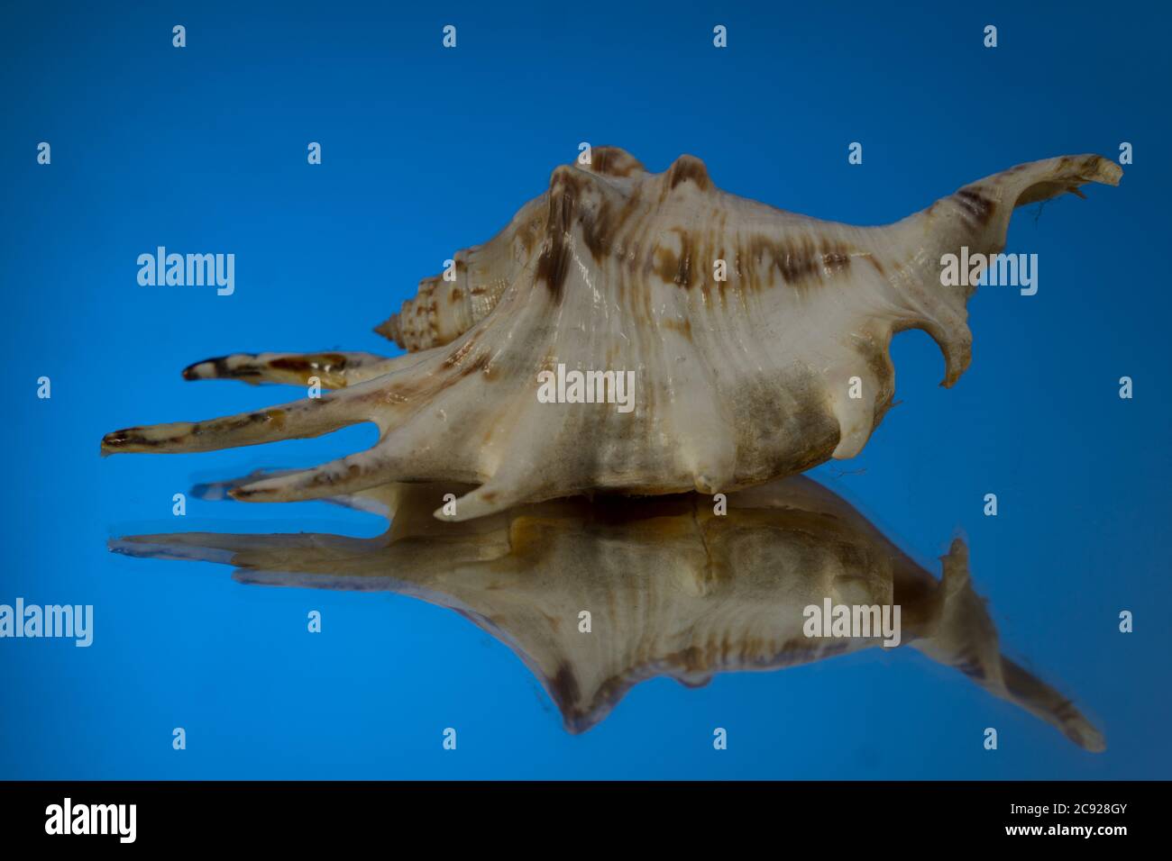 small seasnail shell, broken by the sea Stock Photo - Alamy