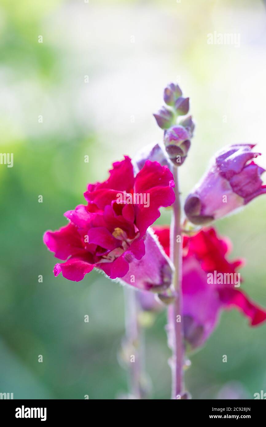 Pink Garden Snapdragon Stock Photo - Alamy