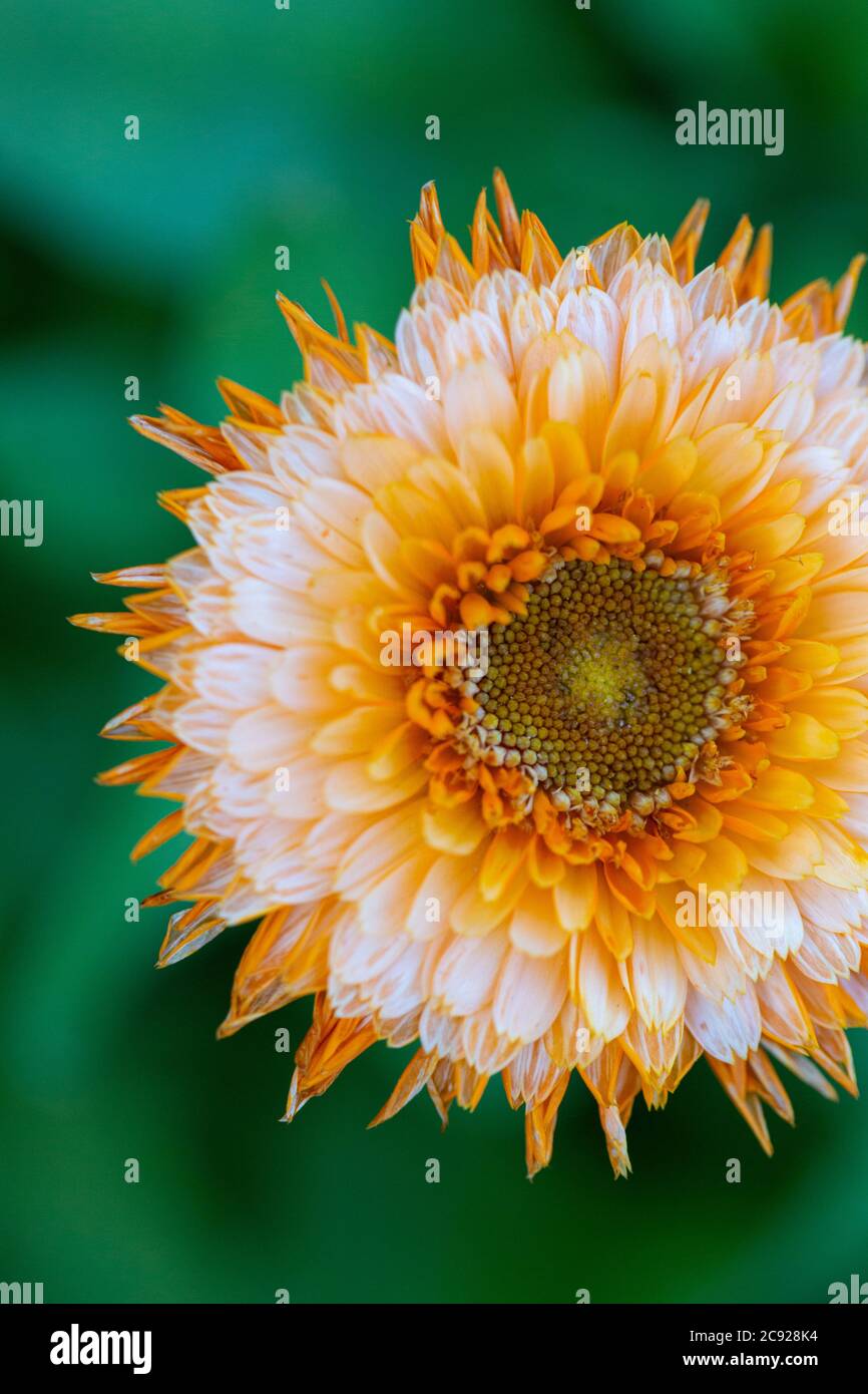 Orange/White Barberton Daisy Stock Photo - Alamy