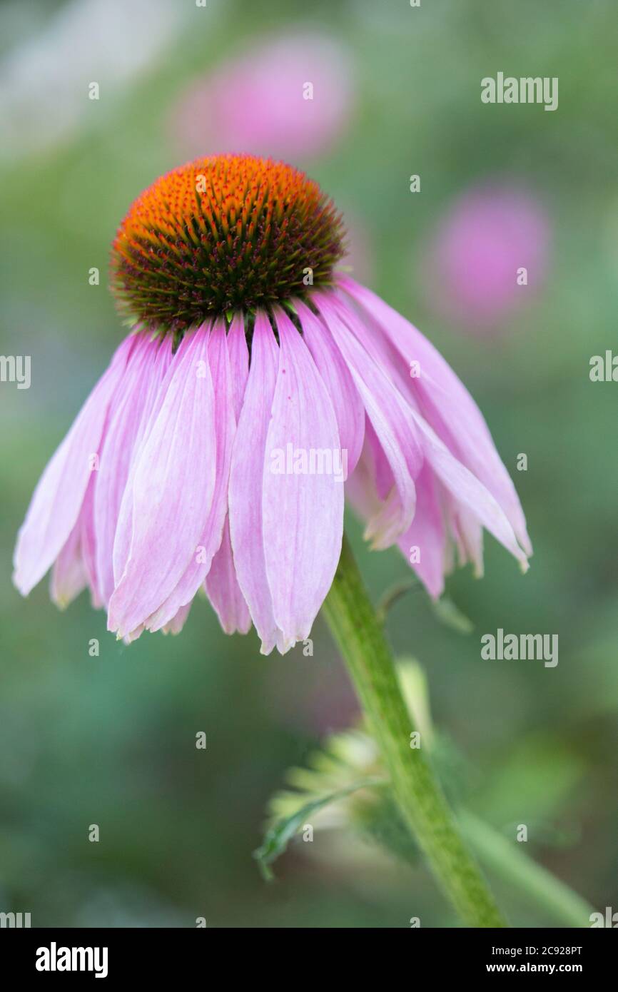 Coneflower bud hi-res stock photography and images - Alamy