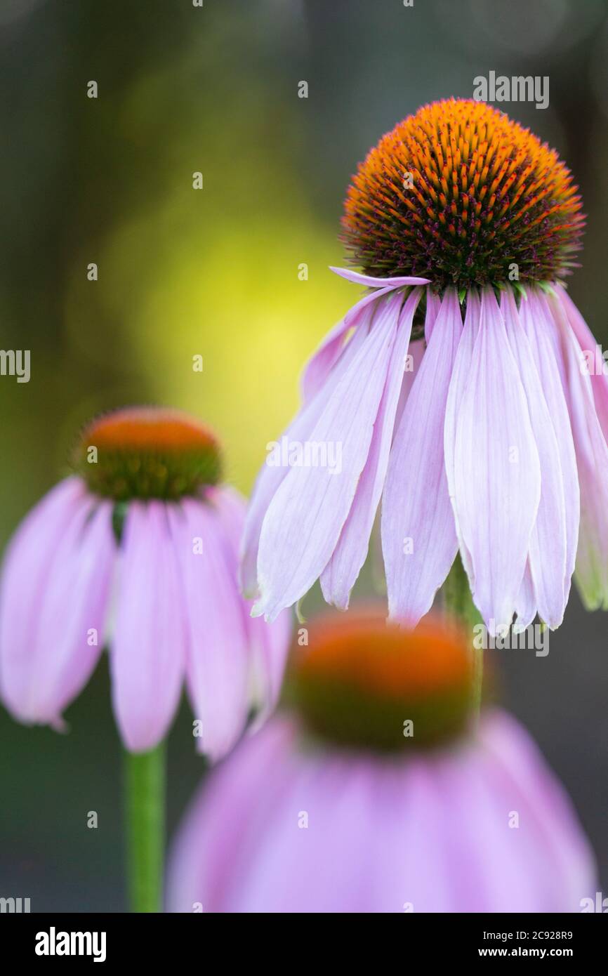 Coneflower bud hi-res stock photography and images - Alamy