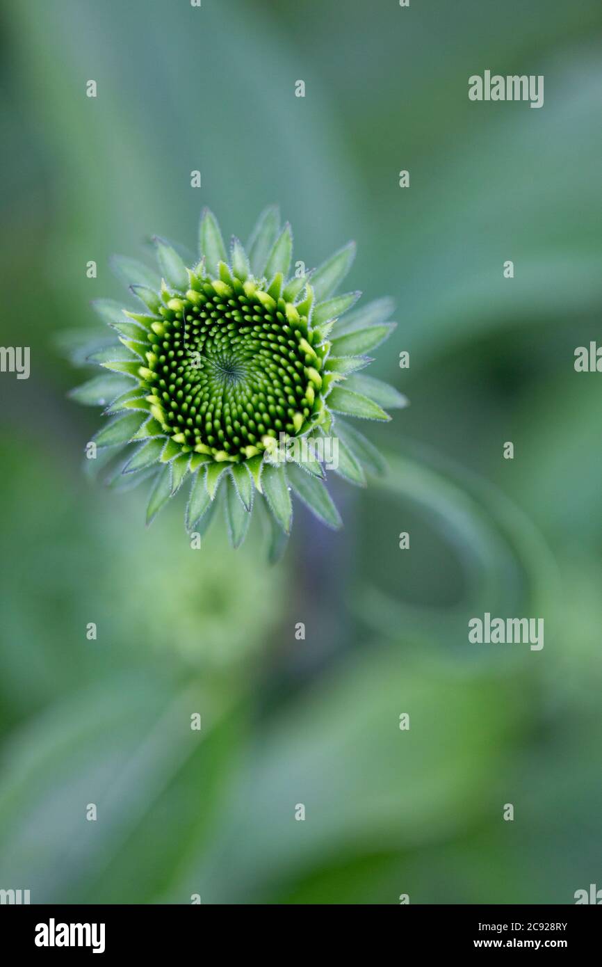Coneflower bud hi-res stock photography and images - Alamy