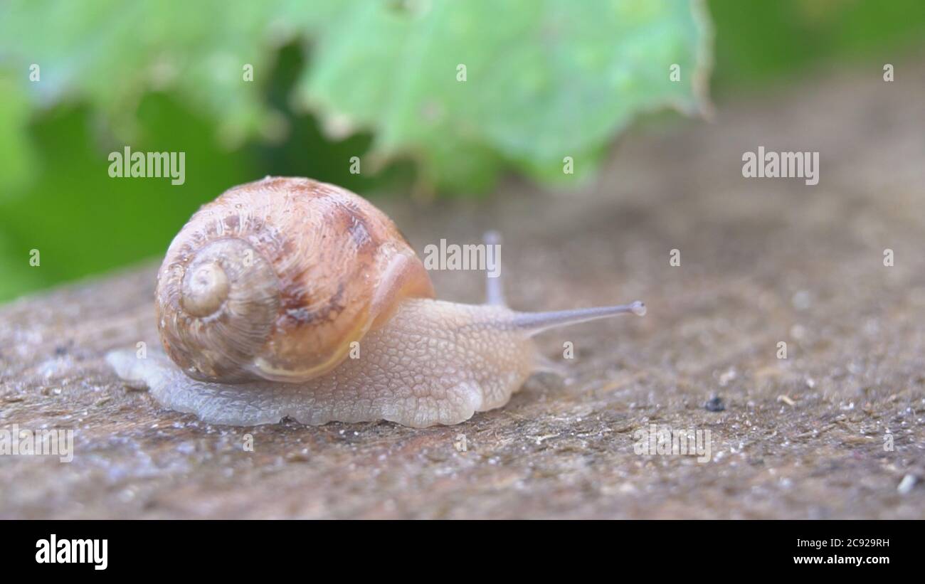 Snail shell between fresh sprout leafs. Production of Snails. Snail ...