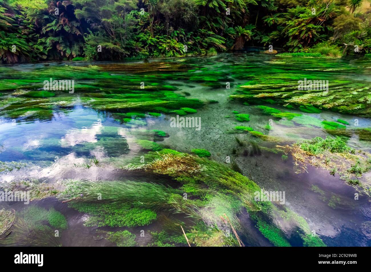 Blue spring at The Redwoods in the Whakarewarewa Forest. Redwoods ...