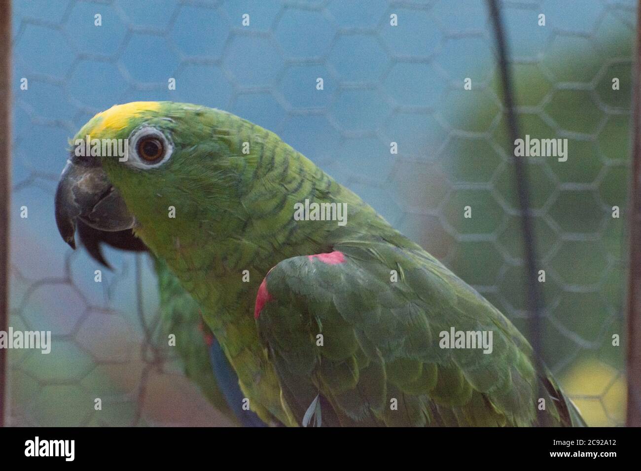Animales de colores hi-res stock photography and images - Alamy