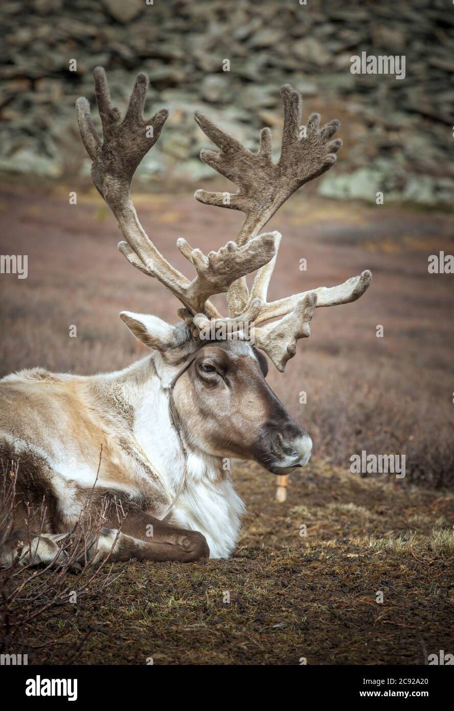 domesticated reindeer in a nature of northern Mongolia Stock Photo - Alamy