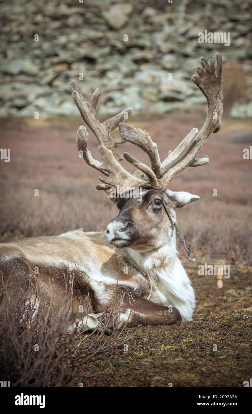 domesticated reindeer in a nature of northern Mongolia Stock Photo - Alamy