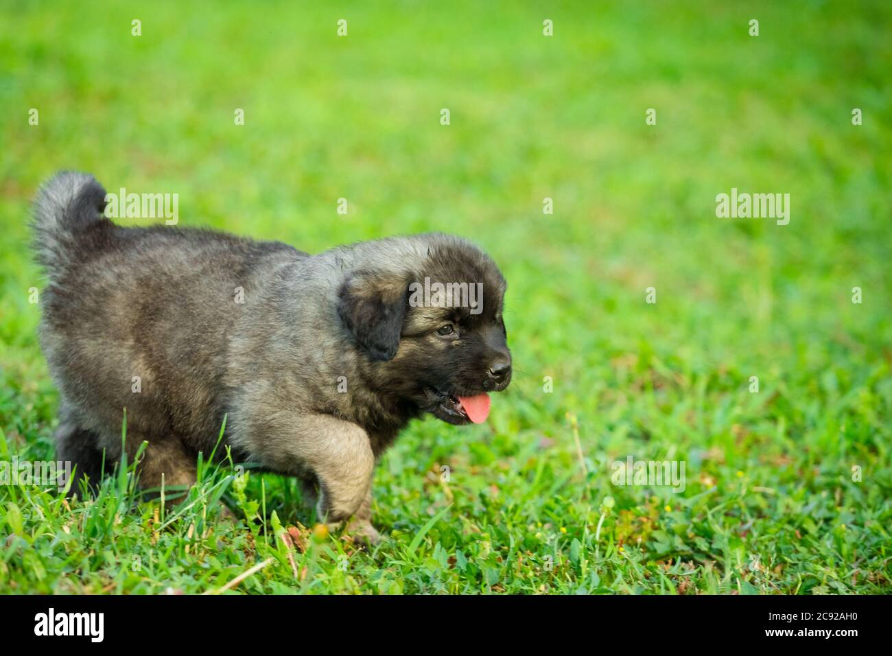 Portrait of young Illyrian Shepherd Dog puppy (Sarplaninac, Yugoslavian ...