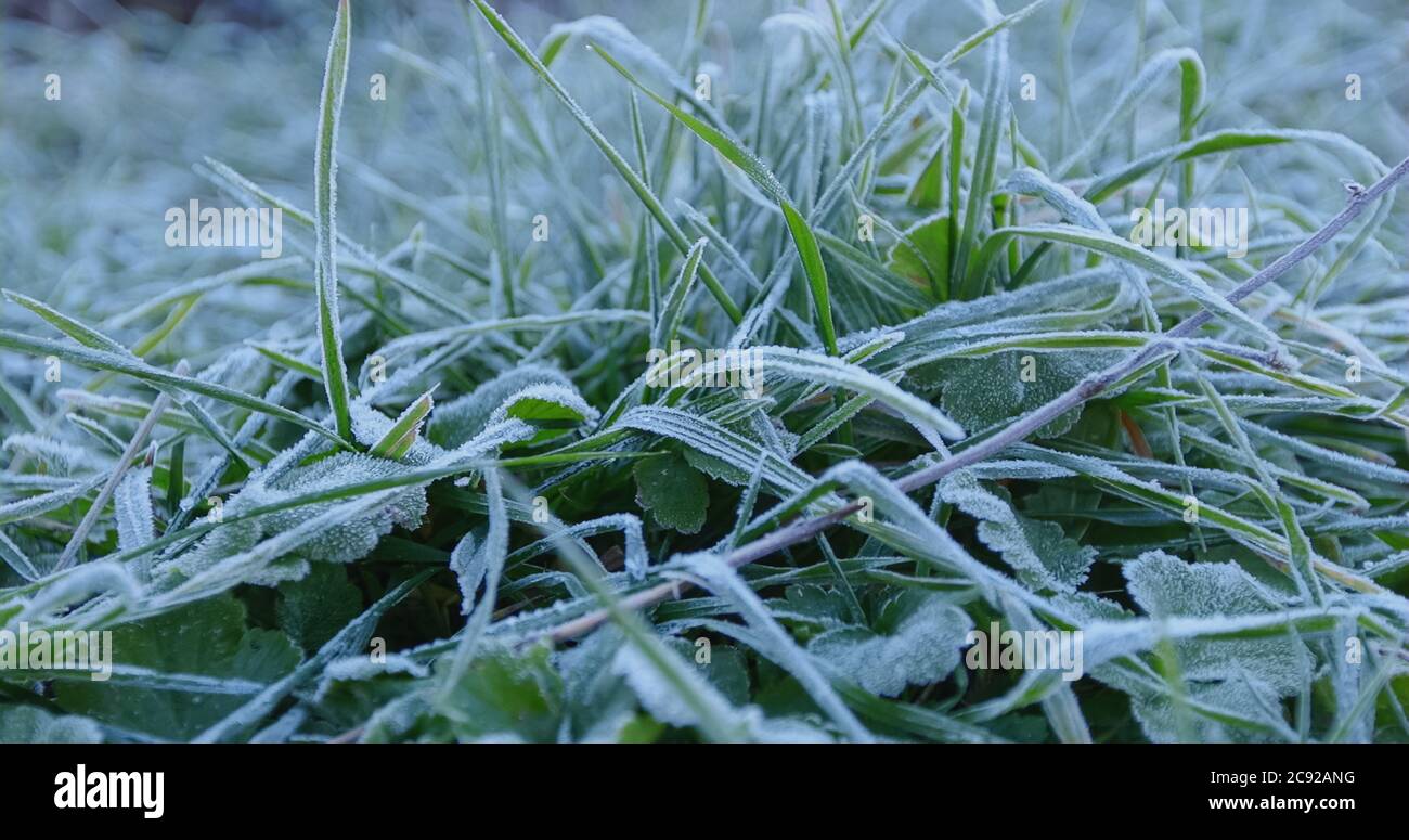 Frosts, grains of ice on plants, covered with white glowing in the ...