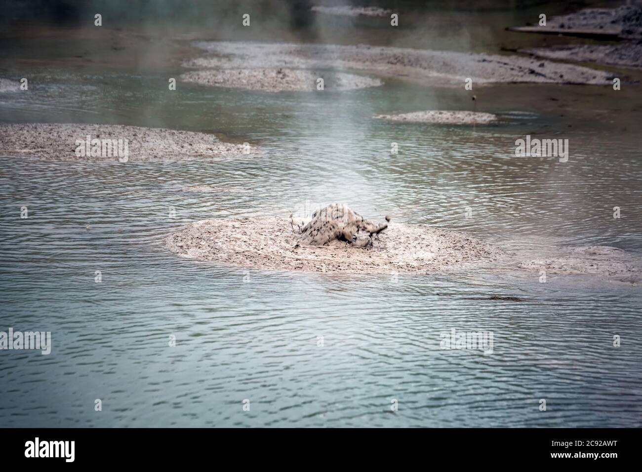 Boiling mud pool at Wai-O-Tapu thermal wonderland, Rotorua, New Zealand ...