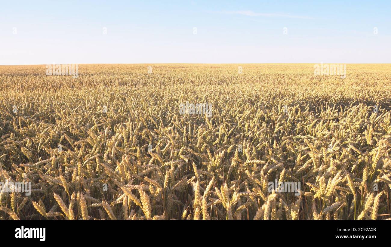 Wheat field. Ears of golden wheat close up. Beautiful Nature Sunset ...