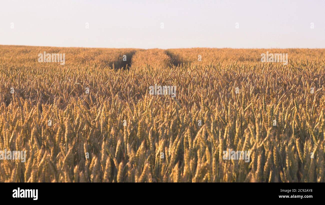 Golden field art hi-res stock photography and images - Alamy