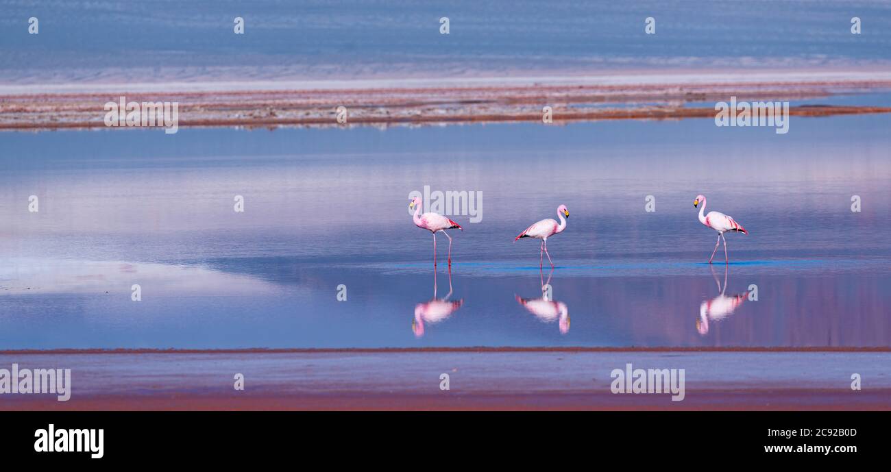 FLAMENCO DE JAMES, PARINA CHICA, Phoenicoparrus jamesi, Laguna Carachi ...