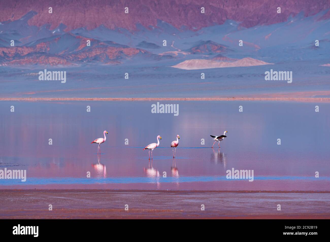 FLAMENCO DE JAMES, PARINA CHICA, Phoenicoparrus jamesi, Laguna Carachi ...