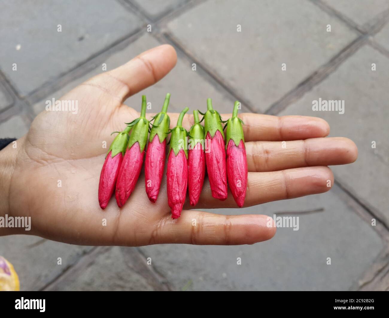High angle shot of red hibiscus buds in the hand of a person Stock ...