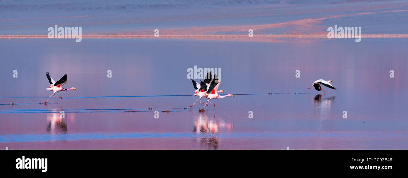 FLAMENCO DE JAMES, PARINA CHICA, Phoenicoparrus jamesi, Laguna Carachi ...