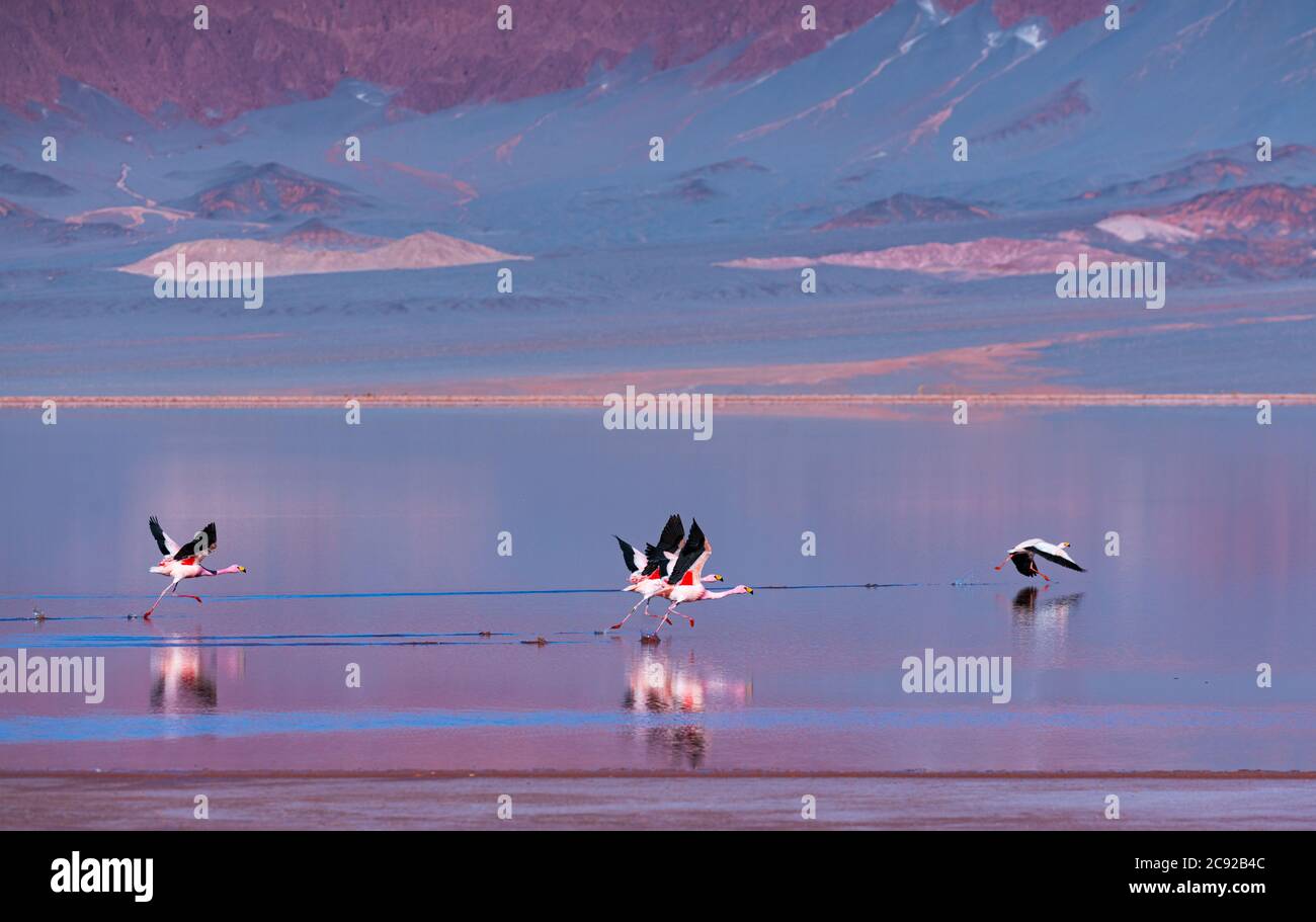FLAMENCO DE JAMES, PARINA CHICA, Phoenicoparrus jamesi, Laguna Carachi ...