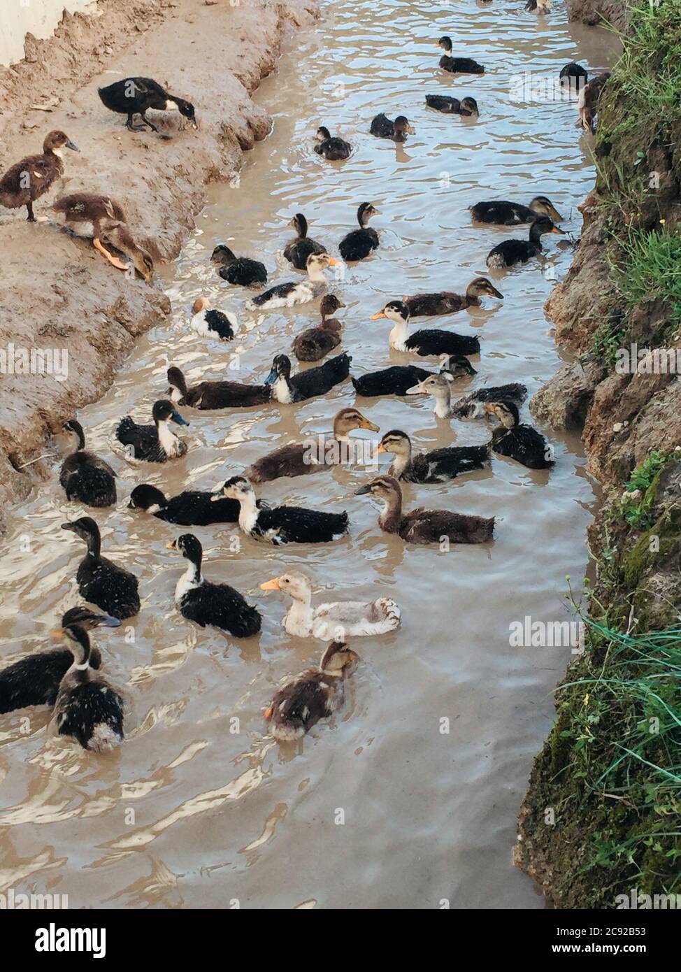 The beautiful view of small duckling swimming on the water Stock Photo ...