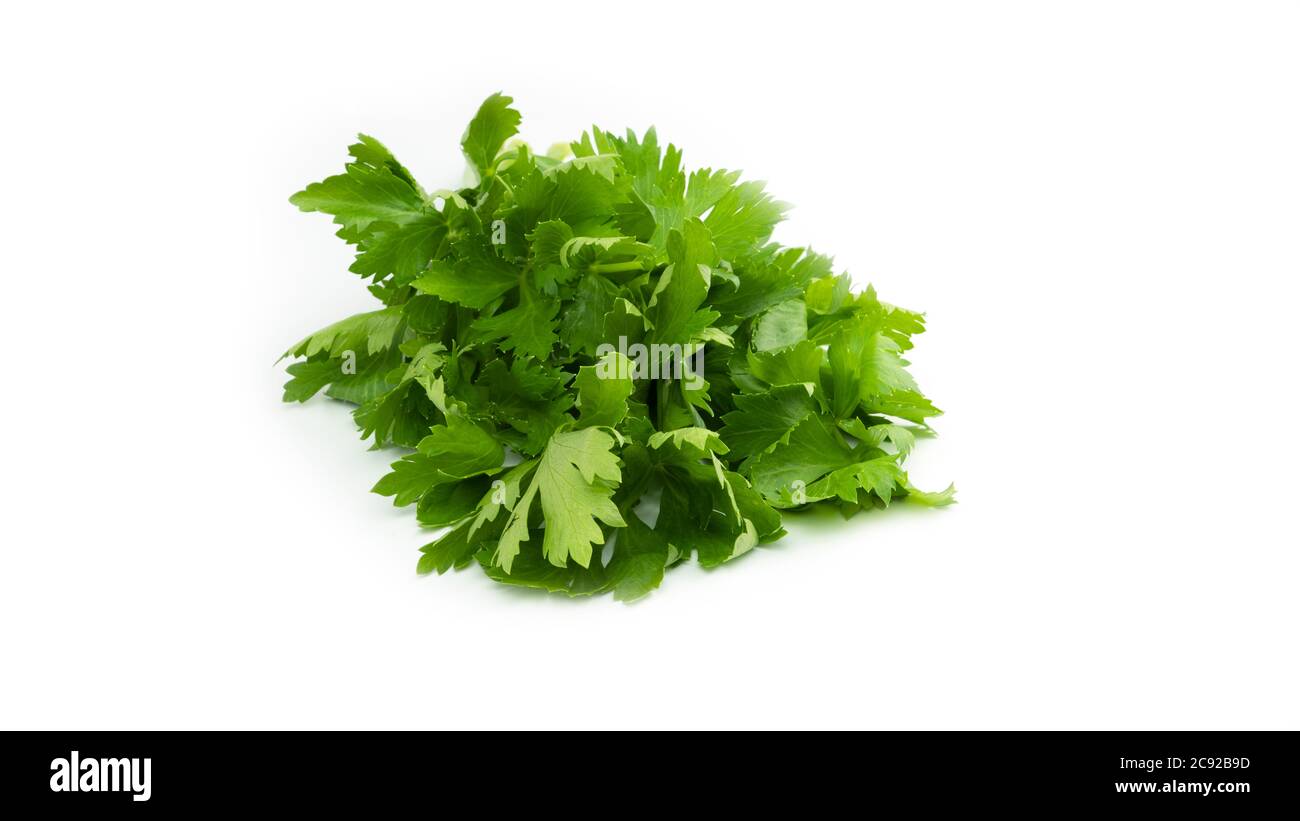 Greenery. Sprigs of parsley on a white background. Macro photo Stock ...