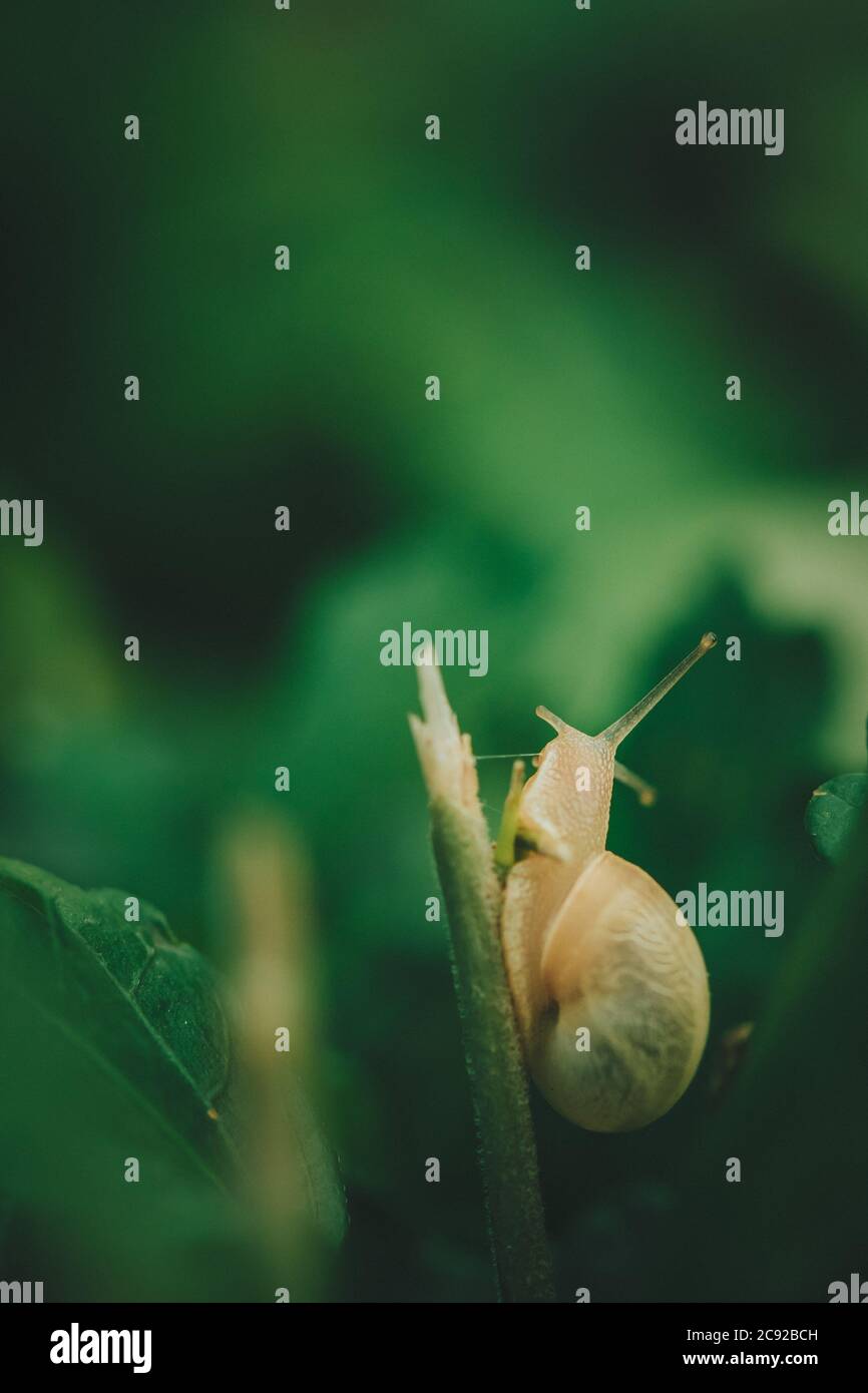 Small white snail on long grass leaf Stock Photo - Alamy