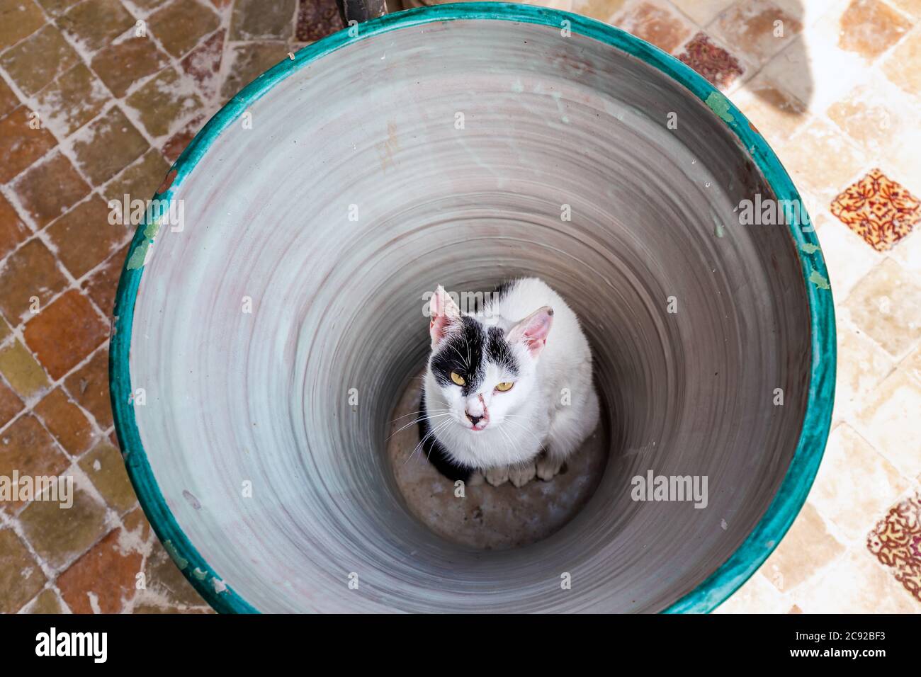 Cat in cooking pot hi-res stock photography and images - Alamy