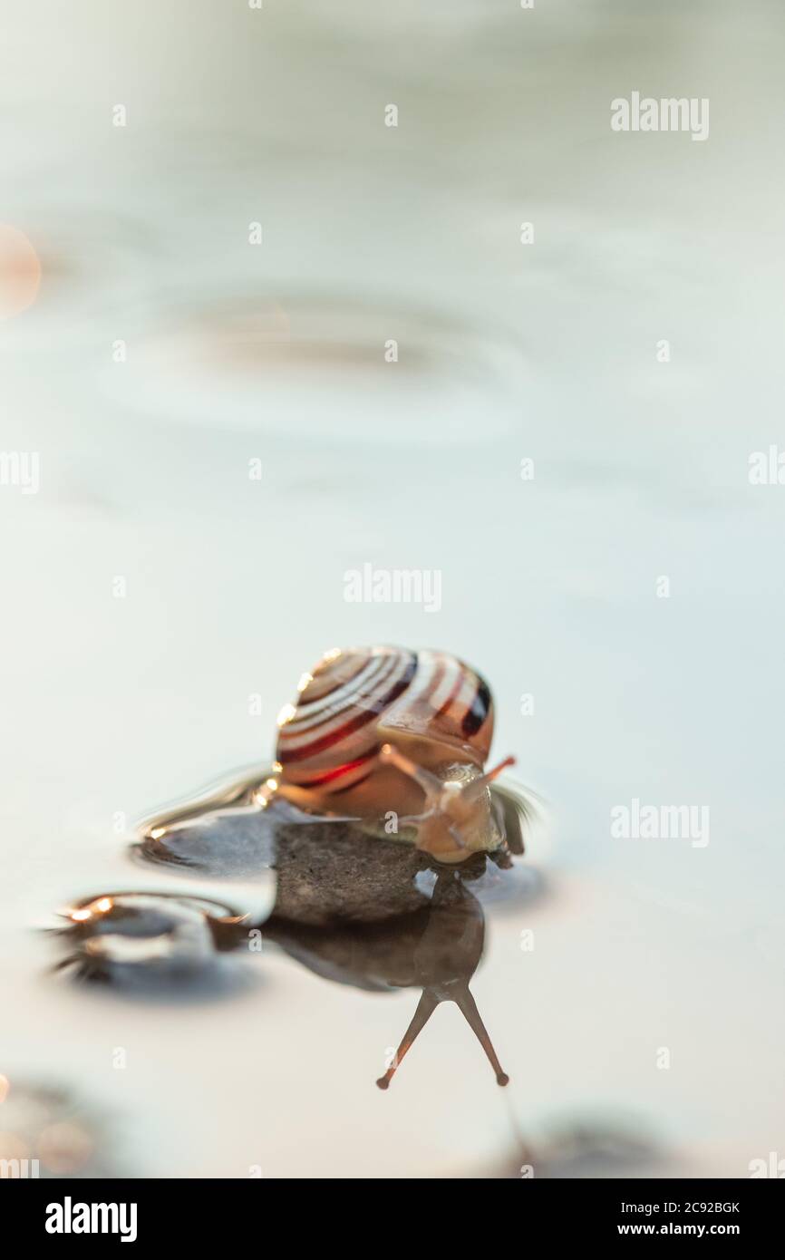 Cute snails reflection in the water. Shell macro, close-up image ...