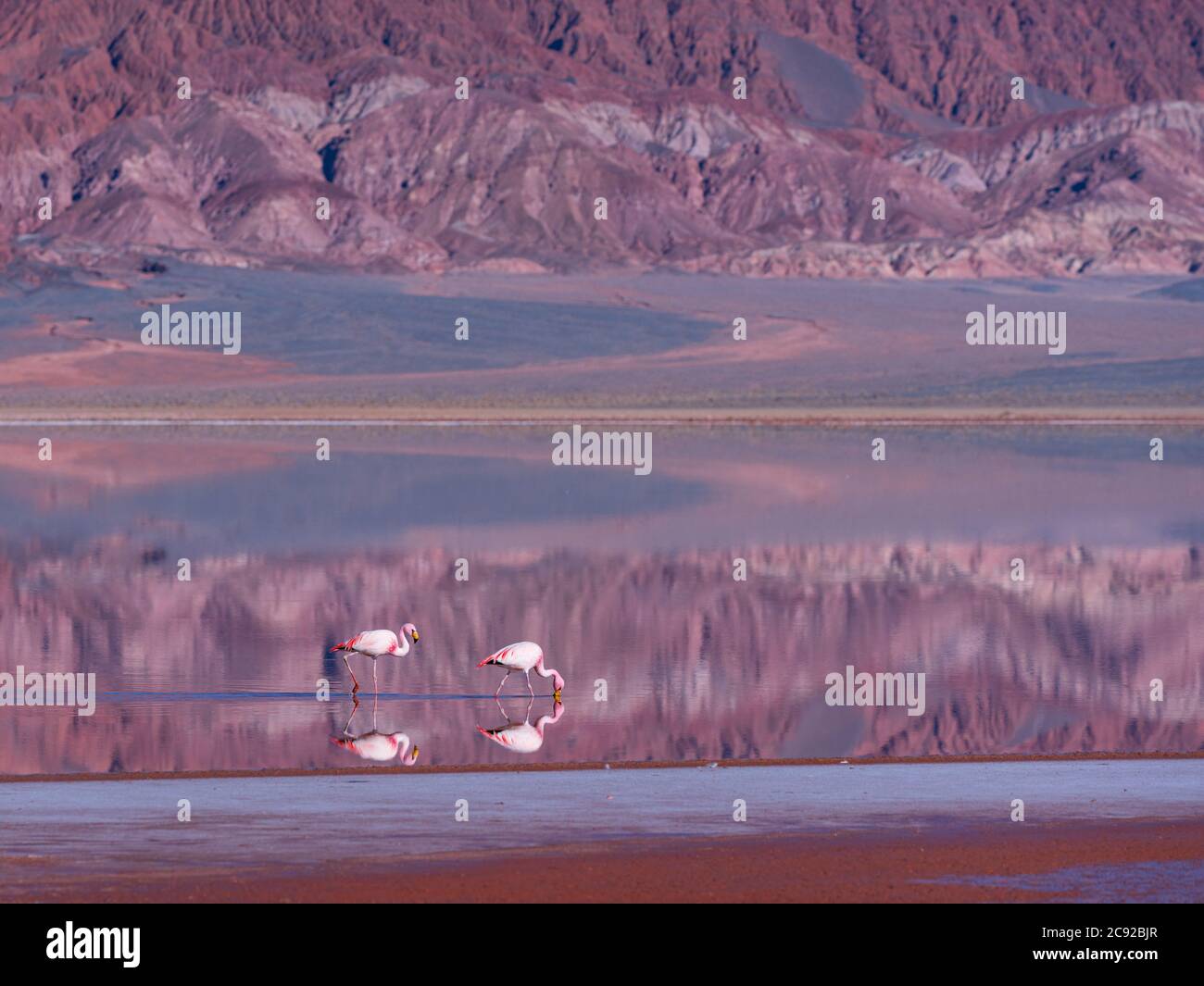 FLAMENCO DE JAMES, PARINA CHICA, Phoenicoparrus jamesi, Laguna Carachi ...
