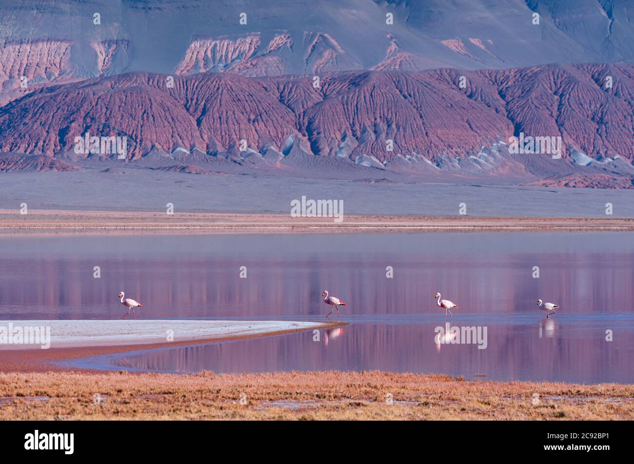 FLAMENCO DE JAMES, PARINA CHICA, Phoenicoparrus jamesi, Laguna Carachi ...