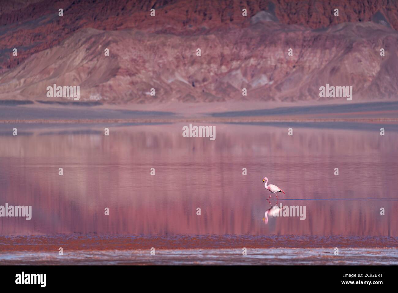 FLAMENCO DE JAMES, PARINA CHICA, Phoenicoparrus jamesi, Laguna Carachi ...