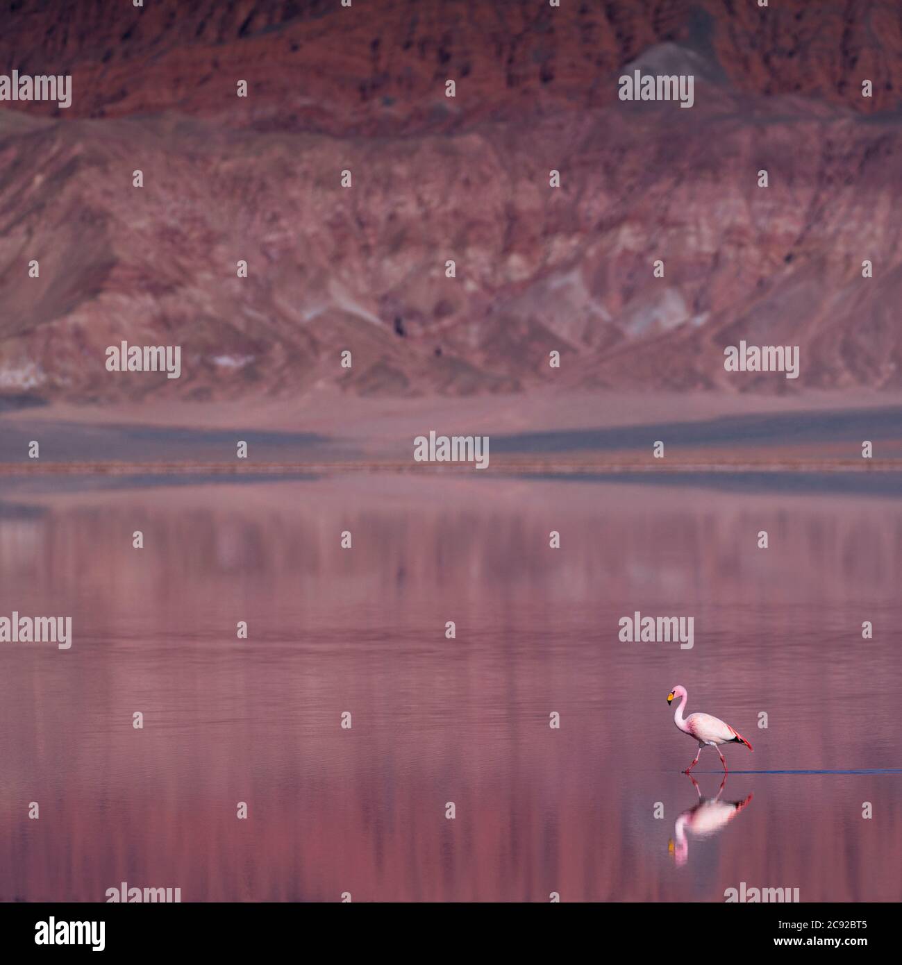 FLAMENCO DE JAMES, PARINA CHICA, Phoenicoparrus jamesi, Laguna Carachi ...