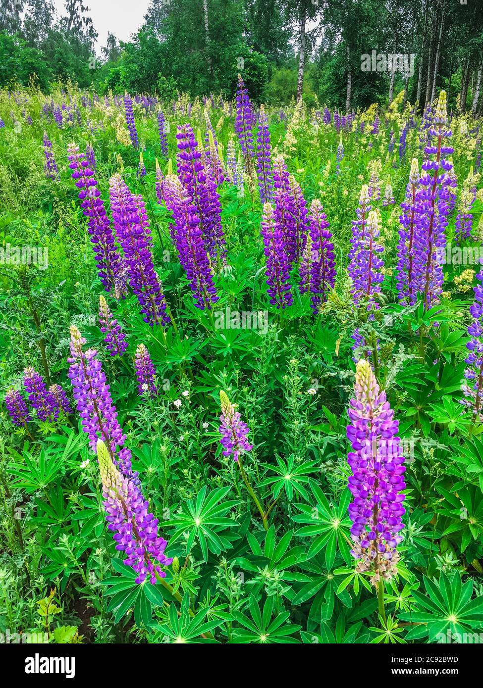 Lupinus, lupin, lupine field with pink purple and blue flowers. Bunch ...
