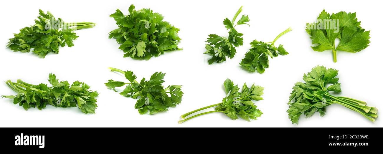 Greenery. Sprigs of parsley on a white background. Several photos from ...