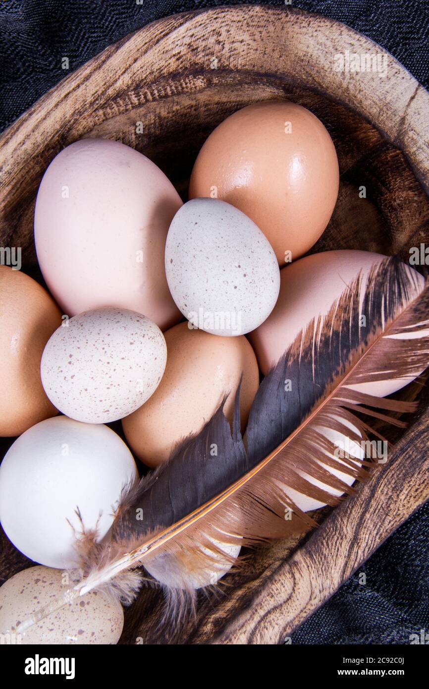 Many different bird eggs hi-res stock photography and images - Alamy