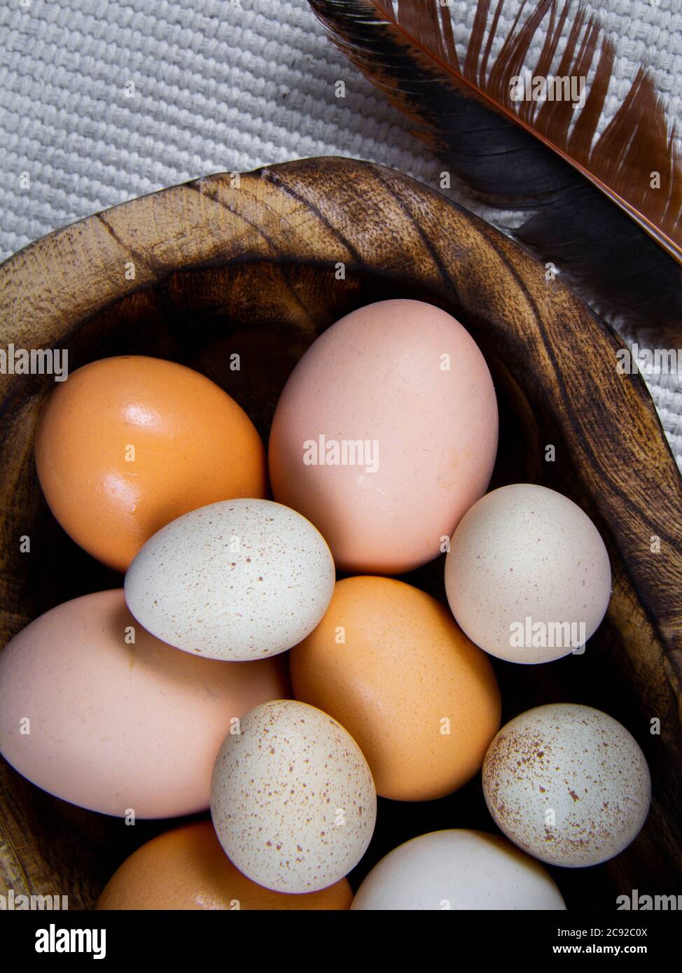 Many different bird eggs hi-res stock photography and images - Alamy