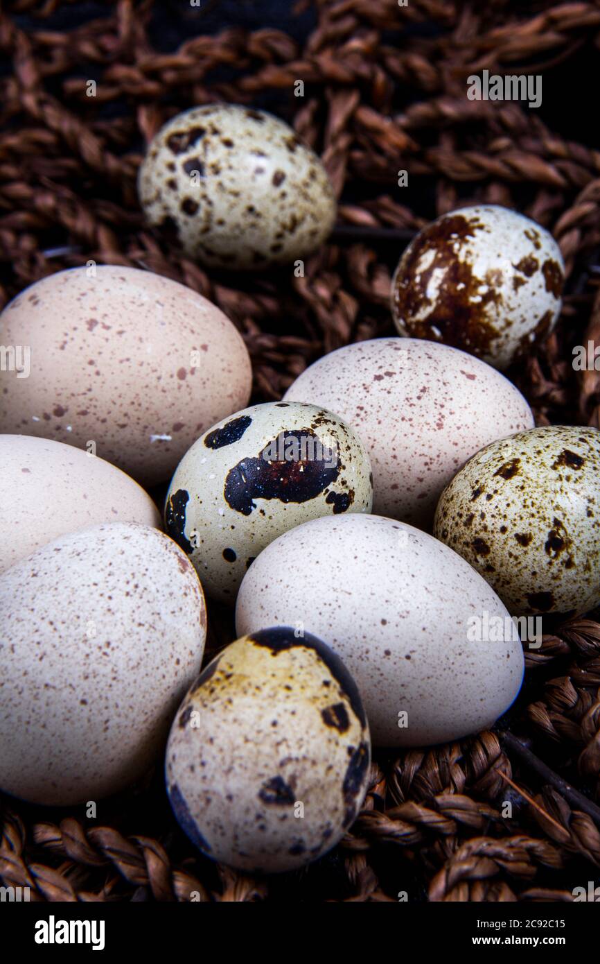Some healthy native eggs and quail eggs are in a wooden basket next to ...