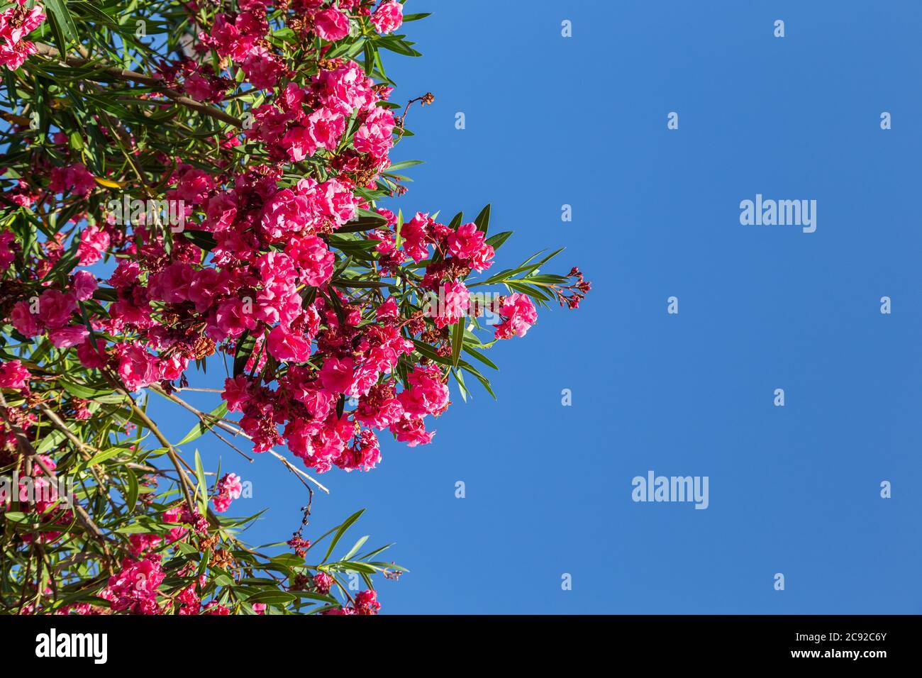 Bottom view blooming flowers hi-res stock photography and images - Alamy