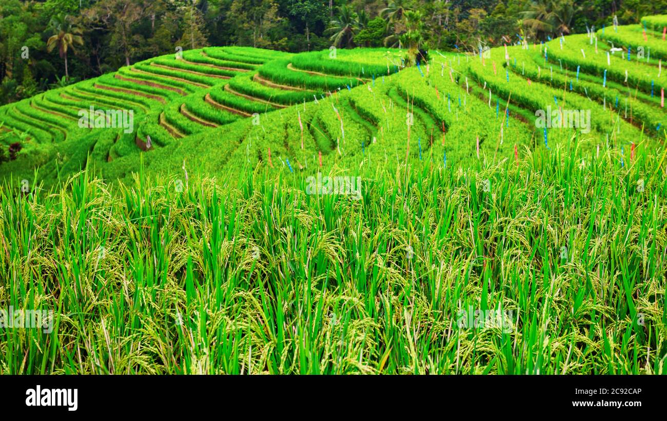 Beautiful view of Balinese green rice growing on tropical field ...