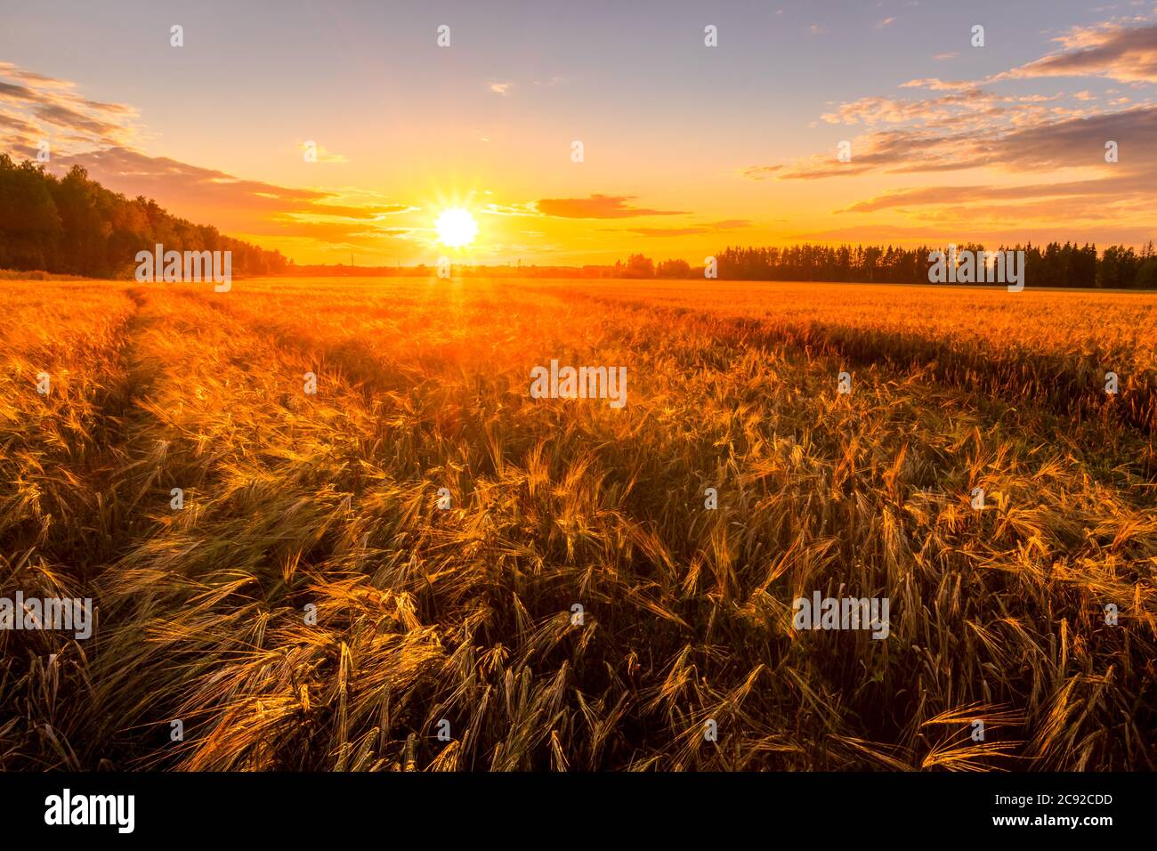 Sunset or sunrise in an agricultural field with ears of young golden ...