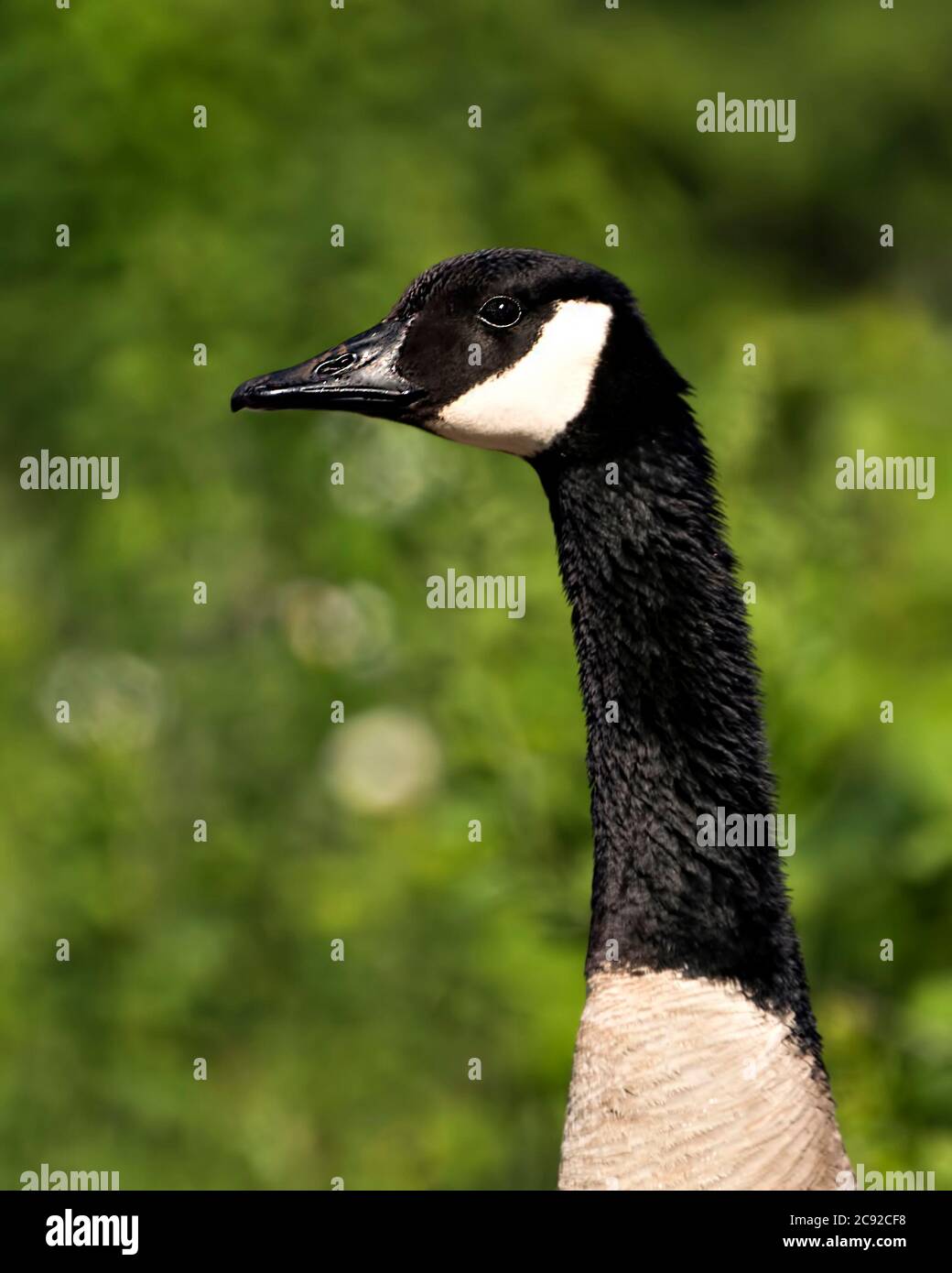 Canadian Geese head close-up profile view with a blur green background ...