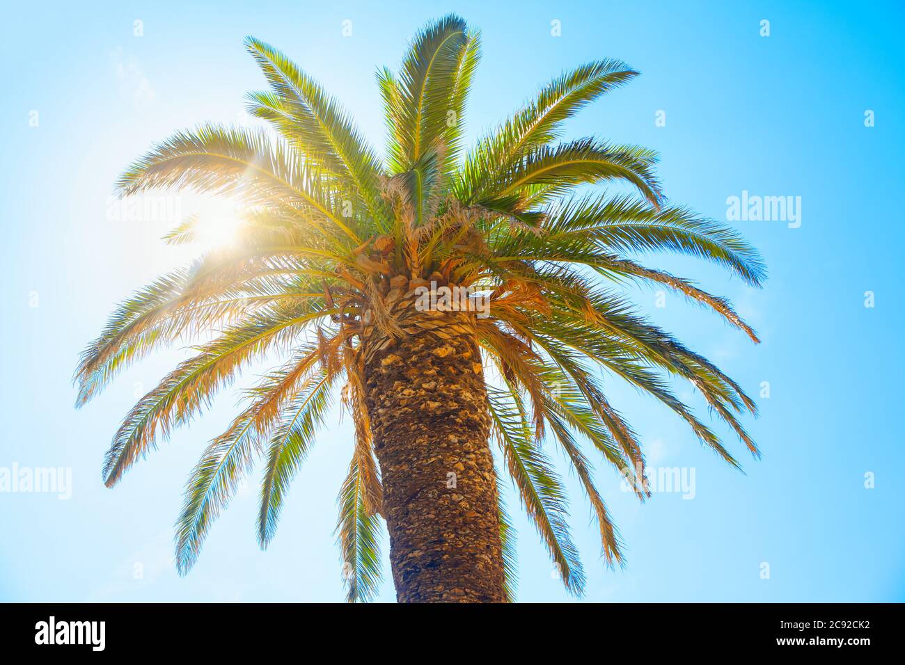 Coconut bright sun palms shining beautiful blue sky hi-res stock ...