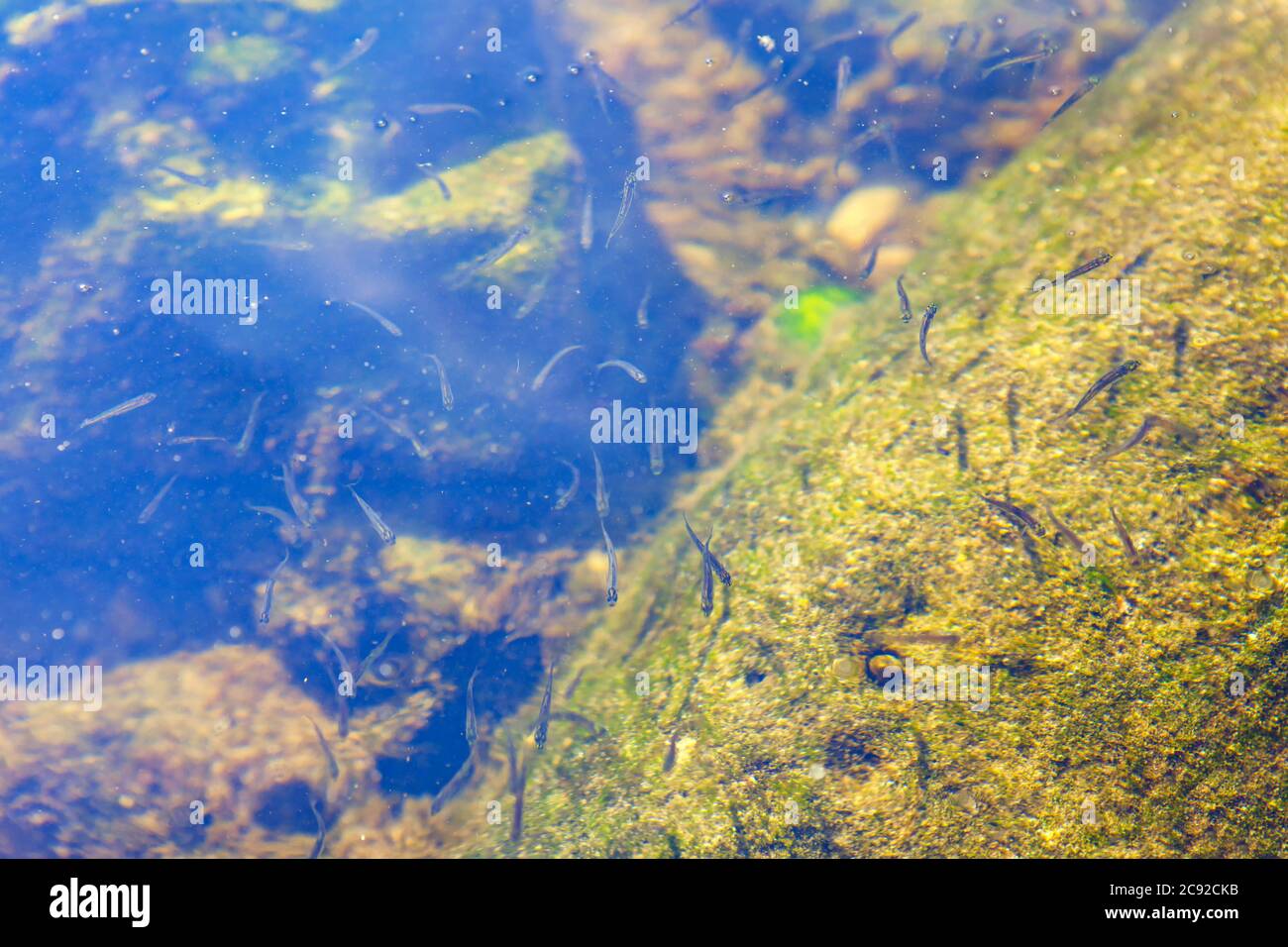 Little fishes in summer mountain hi-res stock photography and images ...