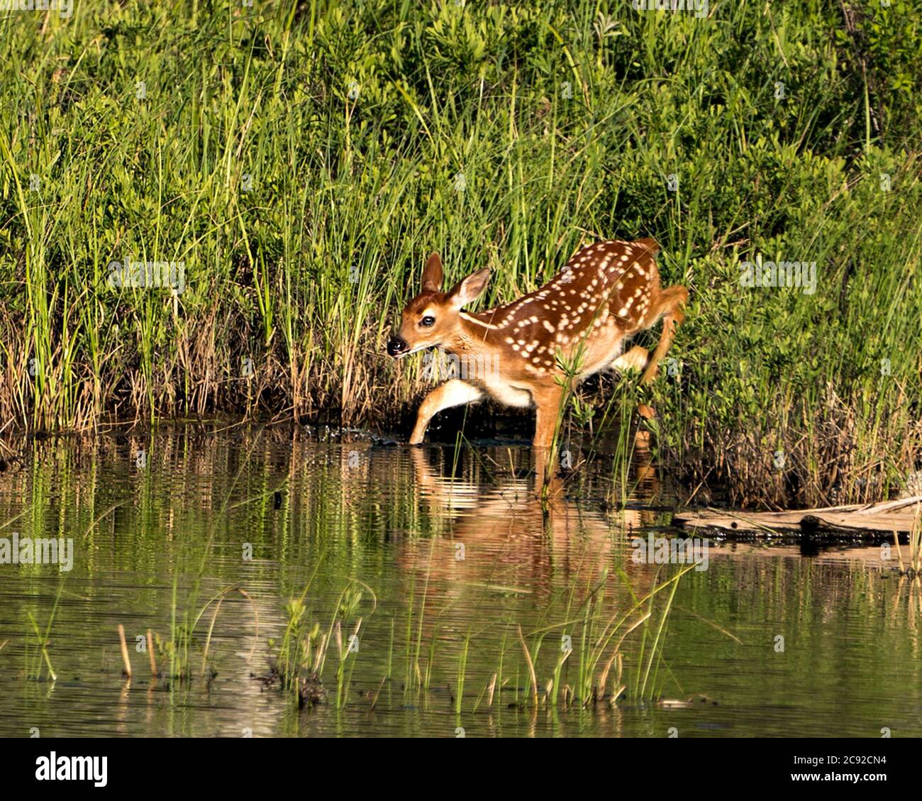 Deer fawn by the water with foliage background in its habitat and ...