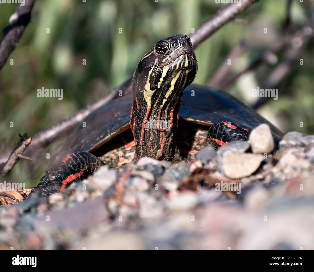 Painted turtle close-up profile view on gravel, displaying turtle shell ...