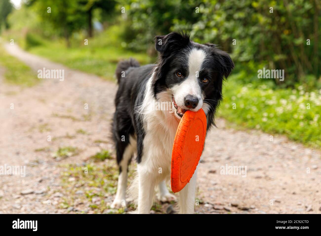 Outdoor portrait of cute funny puppy dog border collie catching frisbee ...