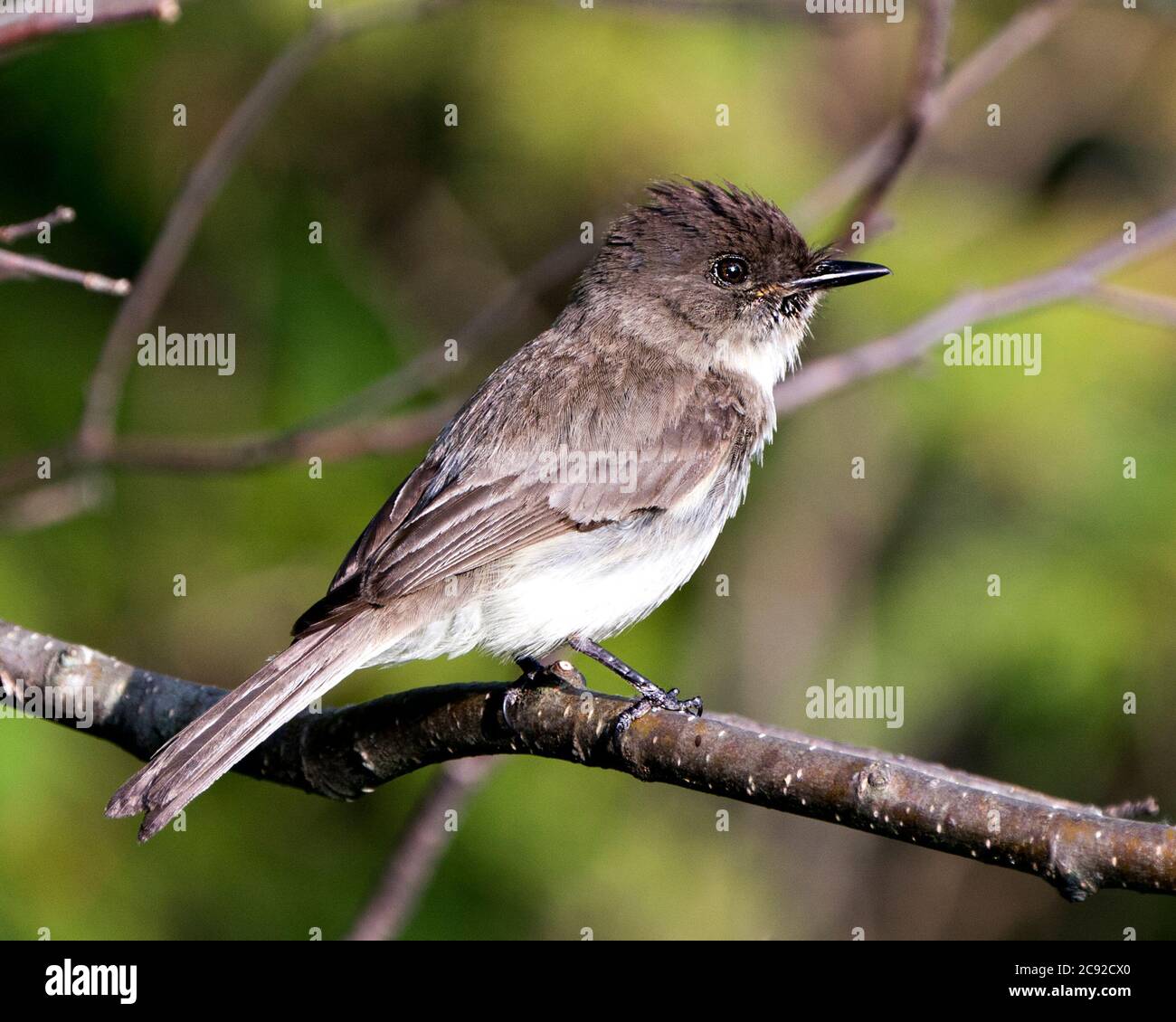 Northern Rough-winged Swallow close-up profile view, perched on a ...