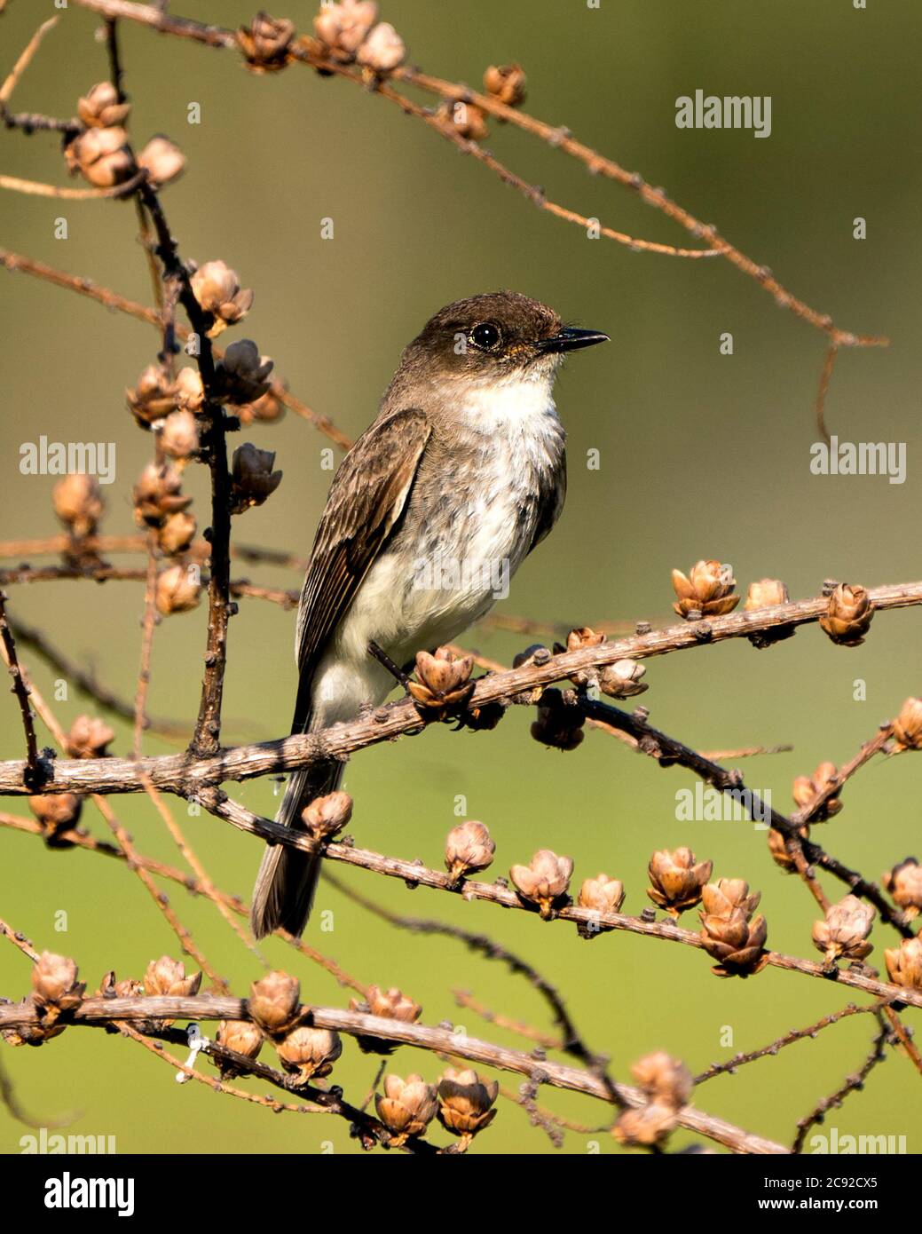 Swallow beautiful bird picture hi-res stock photography and images - Alamy